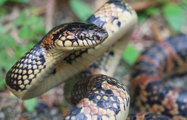 アカマタ – WEB両爬図鑑