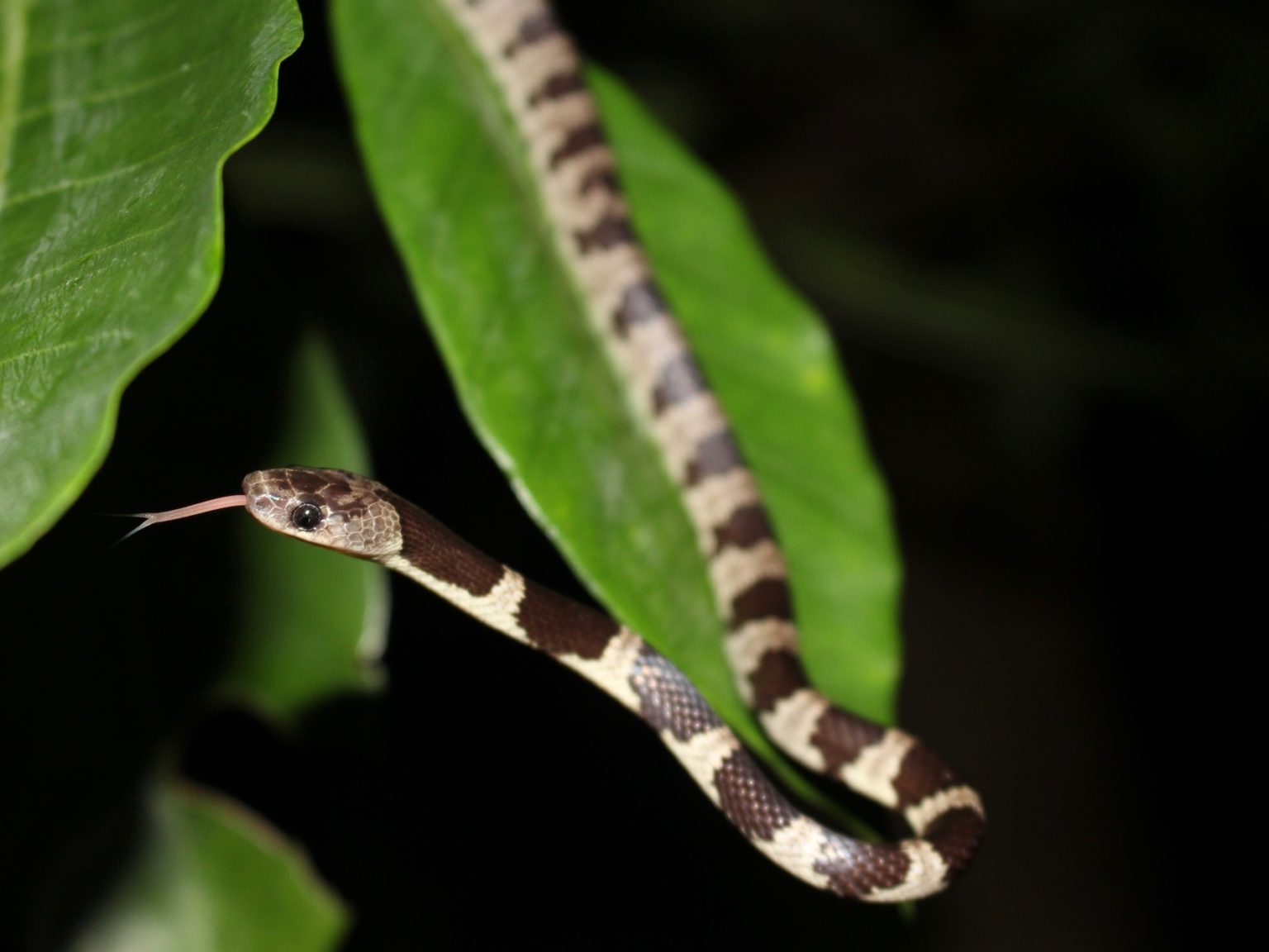 オオカミヘビ属 – WEB両爬図鑑