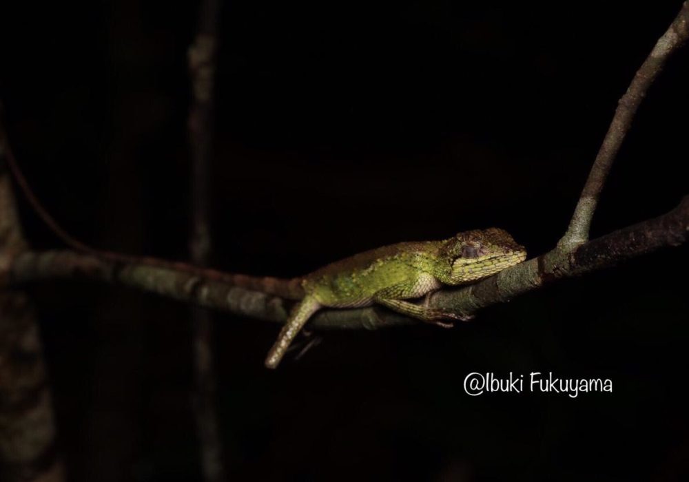 オキナワキノボリトカゲ – WEB両爬図鑑