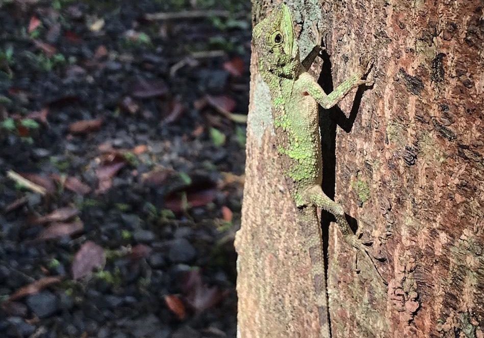 オキナワキノボリトカゲ – WEB両爬図鑑